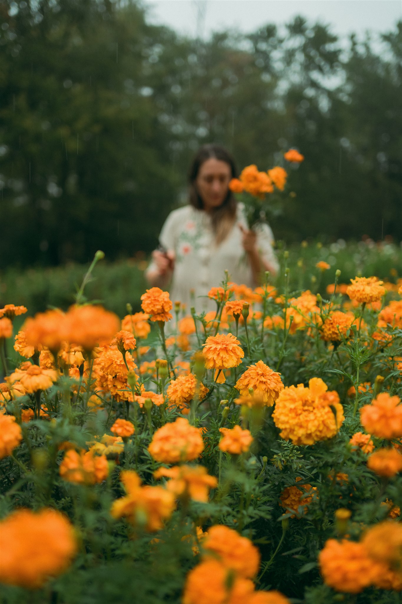 Home - SEA CHANGE FARM & FLOWER