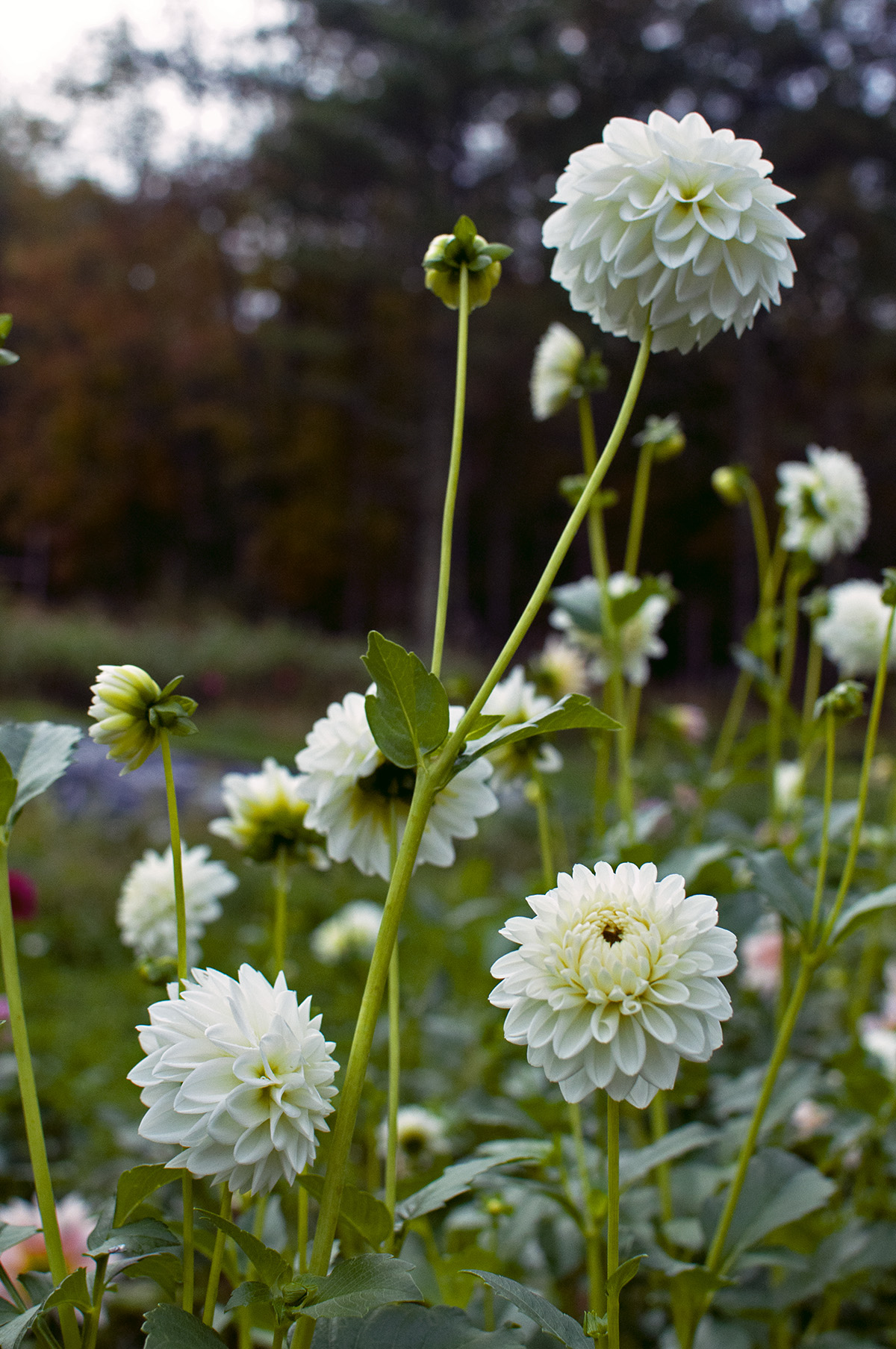 Home - SEA CHANGE FARM & FLOWER